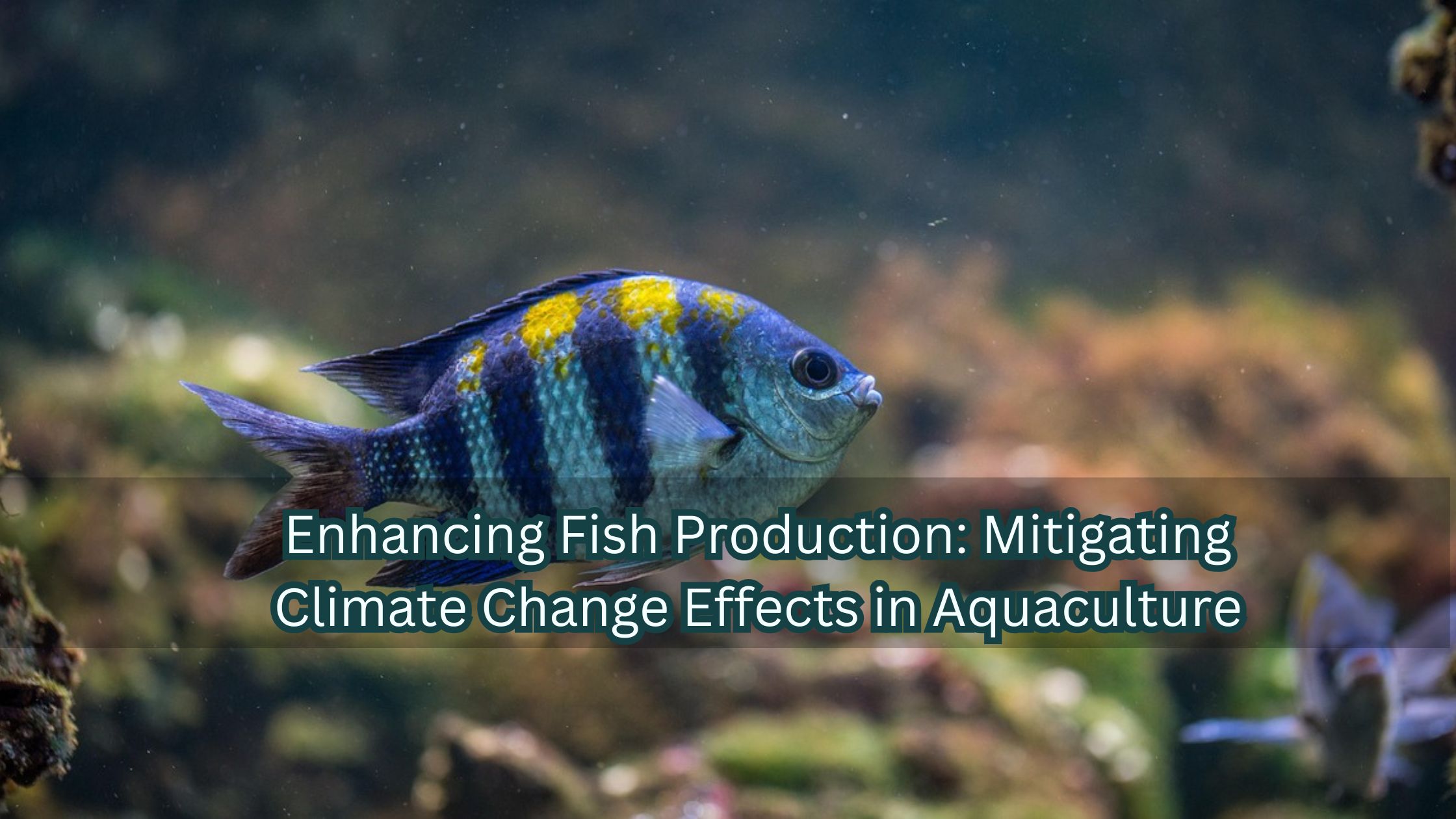 Blog | WorldWide Aquaculture