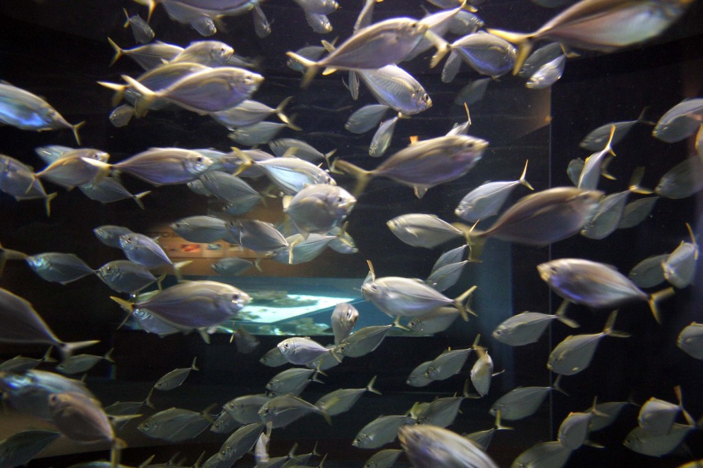 Aquaculture – Fish Farming of Tilapia at Home | WorldWide Aquaculture