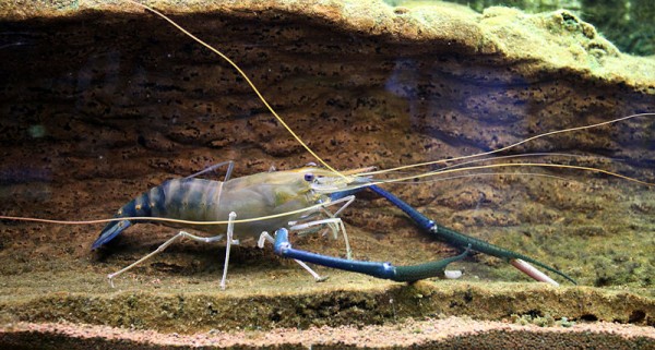 Freshwater Shrimp Farming - How to Start Your Own Shrimp Farm ...