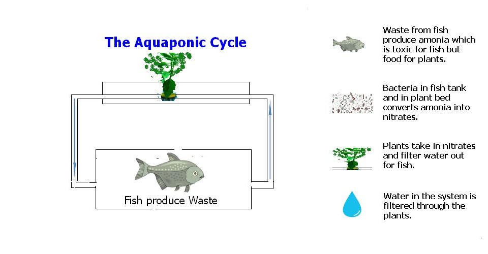 Aquaponic Farming System - Grow Your Own Food | WorldWide Aquaculture