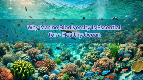 Why Marine Biodiversity is Essential for a Healthy Ocean
