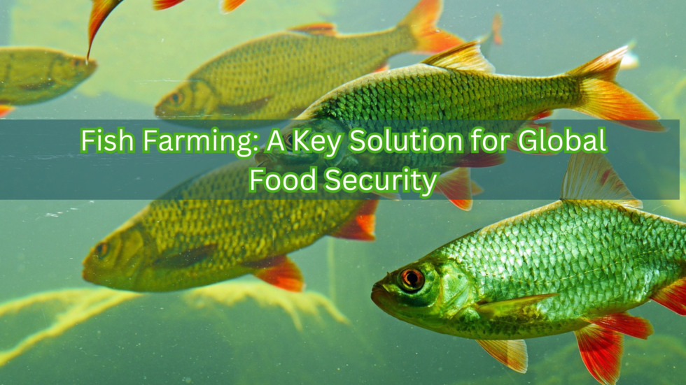 Fish Farming: A Key Solution for Global Food Security