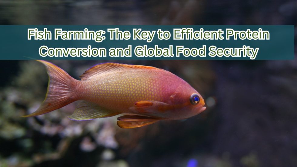 Fish Farming: The Key to Efficient Protein Conversion & Food