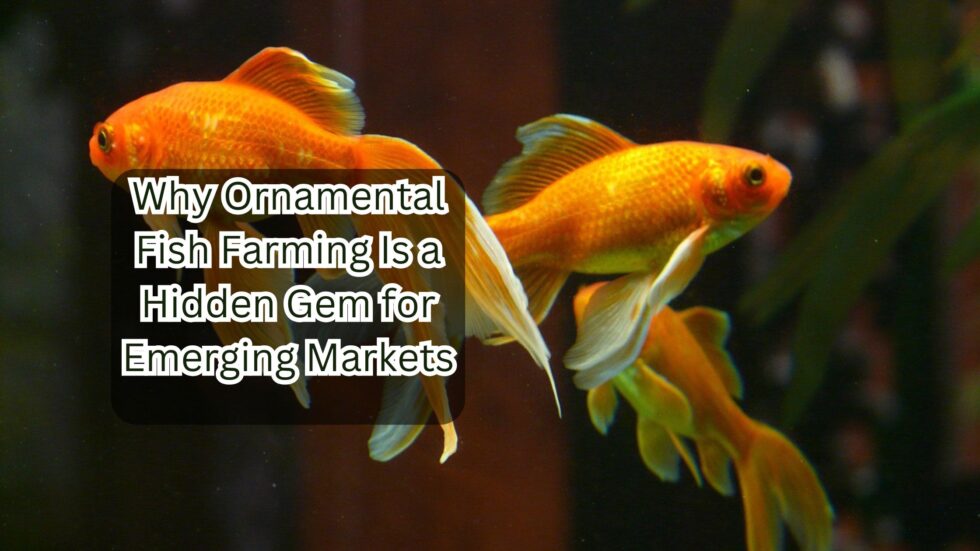 Ornamental Fish Farming Is a Hidden Gem for Emerging Markets